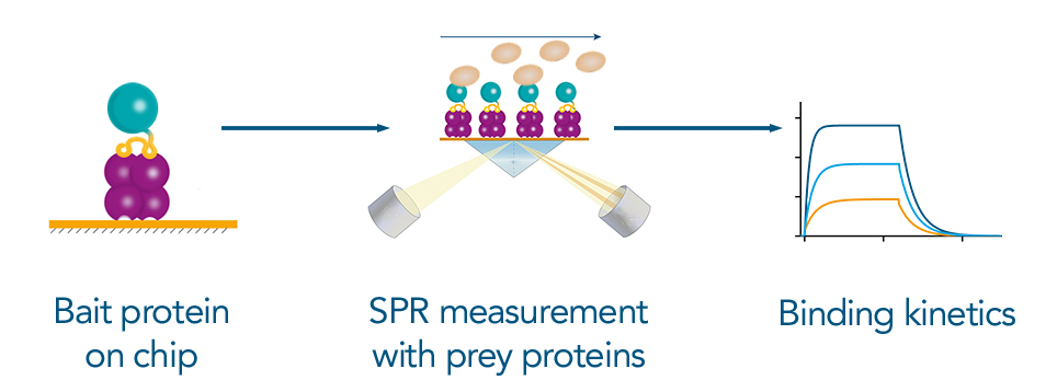 Strep-tag® Technology for Protein-Protein Interactions