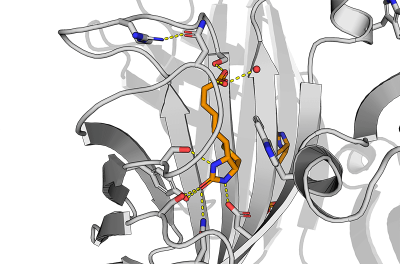 Strep-tag® technology - One affinity tag for all applications