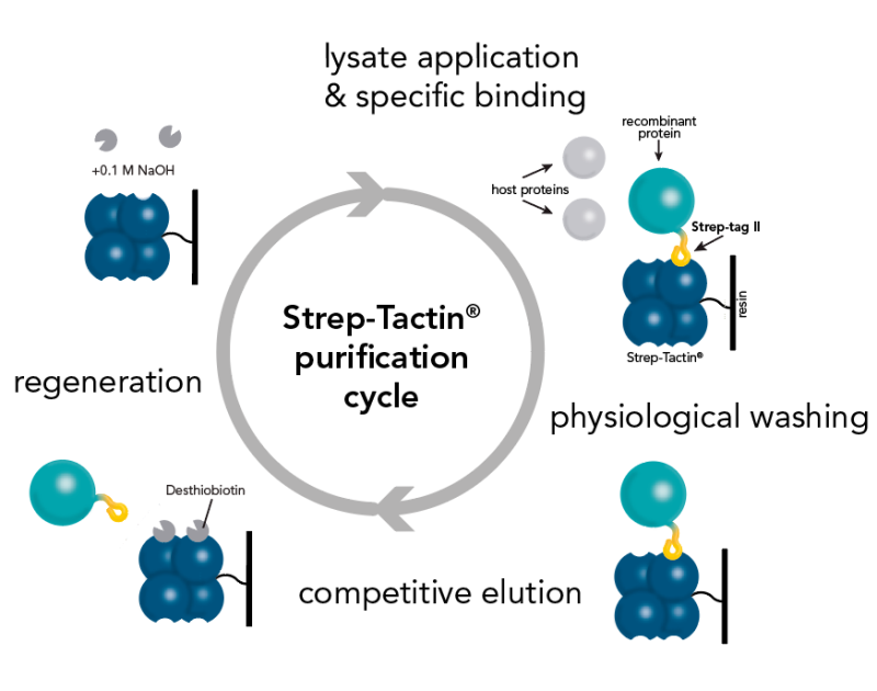 Protein purification with Strep-Tactin®
