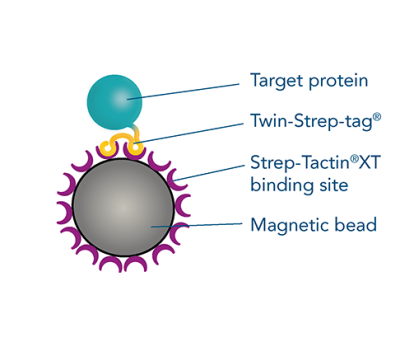Magnetic beads purification