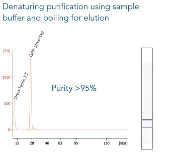 Protein purification with magnetic beads