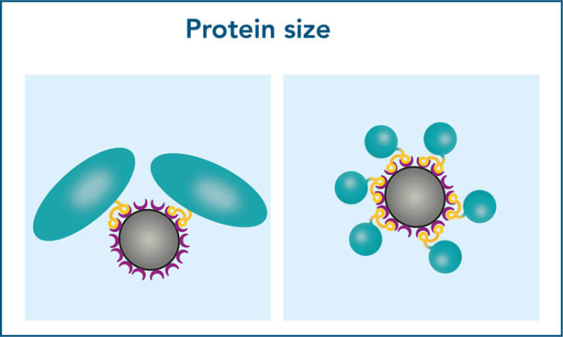 Protein purification with magnetic beads