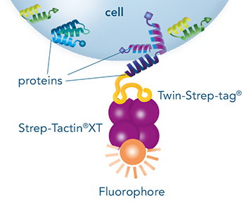 Flow cytometry (FACS) with Strep-tag®