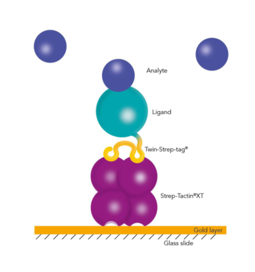 Precision SPR Analysis with Strep-Tactin®XT