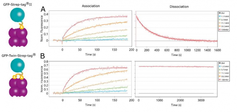 Determination of Protein Kinetics Using switchSENSE® and Strep-Tag ...