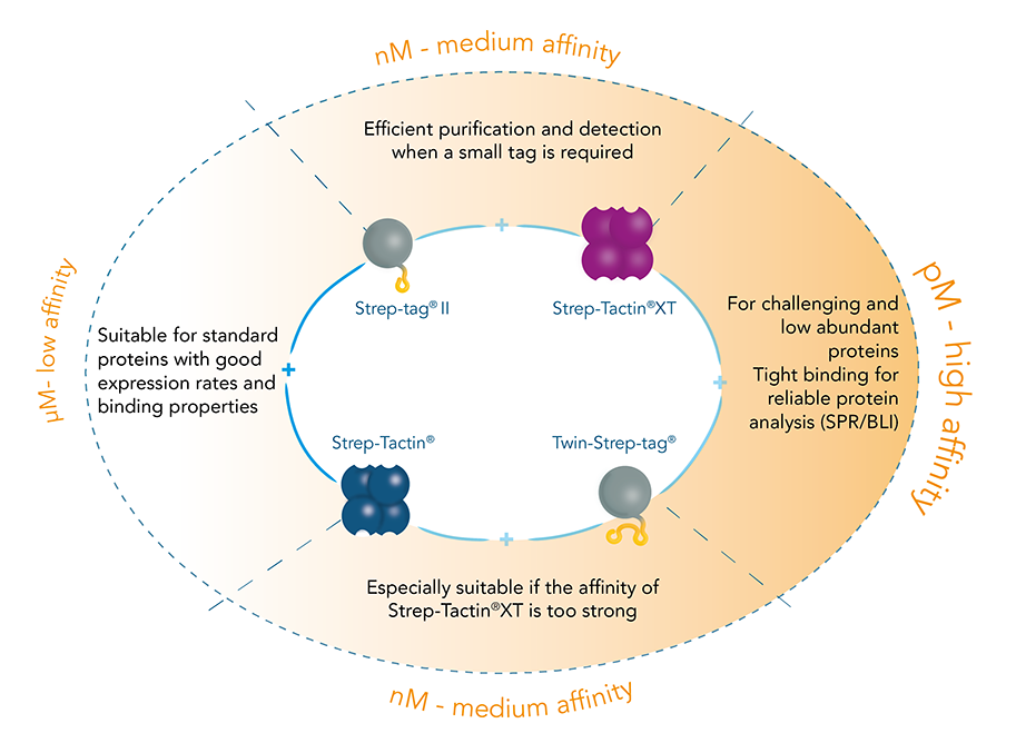 Strep-tag® technology - One affinity tag for all applications