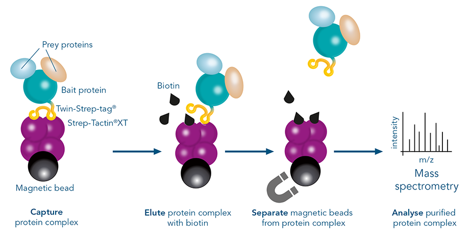 Reliable pull-down assays with MagStrep® Strep-Tactin®XT beads