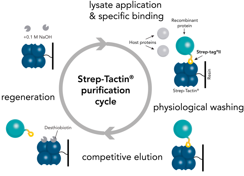Strep-Tactin 4Flow resin