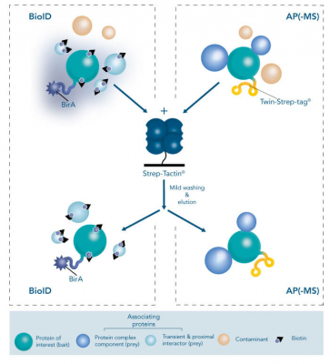 Strep-Tactin® for reversible binding of biotinylated or Strep-tagged ...