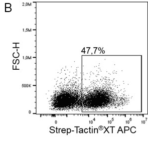 Flow cytometry (FACS) with Strep-tag®
