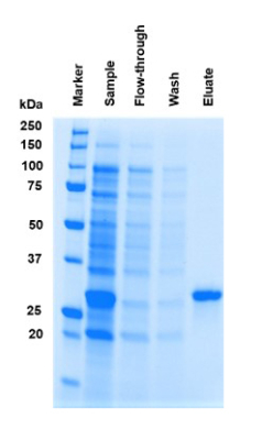 Strep-Tactin 4Flow resin